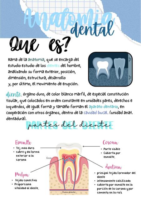 Anatomia dental | uDocz