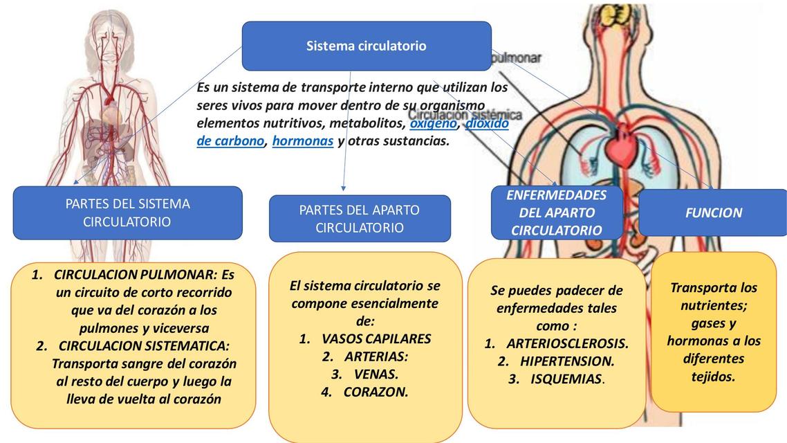 Sistema Circulatorio | Kayi | uDocz