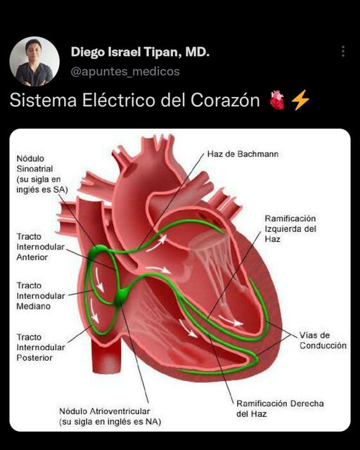 Resúmenes de Nodo sinoatrial | Descarga apuntes de Nodo sinoatrial