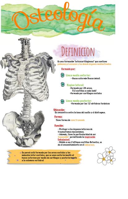 Anatomía De Tórax | SARAÍ VILLENA VALENCIA | uDocz