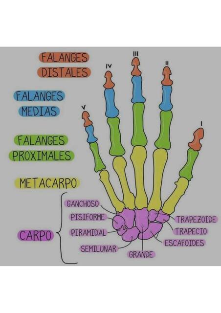 Falanges de la mano | Enfermero Isaias Rivas | uDocz