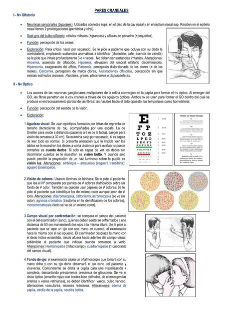 RESUMEN PARES CRANEALES SEMIOLOGÍA | Antonella Digiovani | uDocz