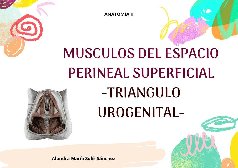 Músculos del Espacio Perineal Superficial- Triángulo Urogenital ...