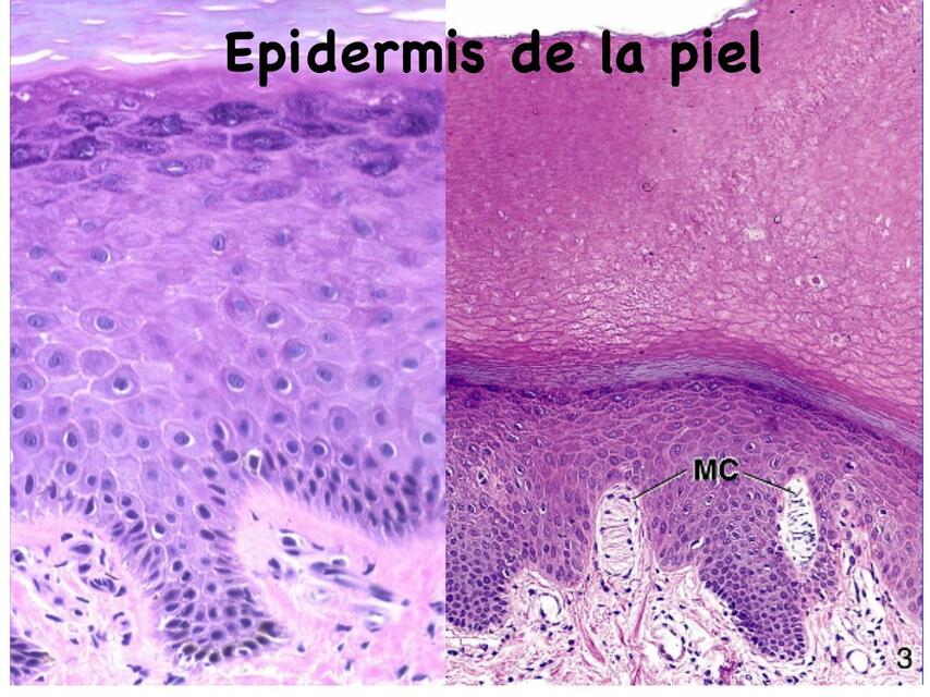 Cortes histológicos de piel | Easymed_docs | uDocz