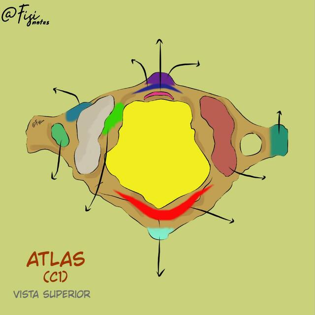 Quiz anatomía atlas y axis | Fisi Notes | uDocz