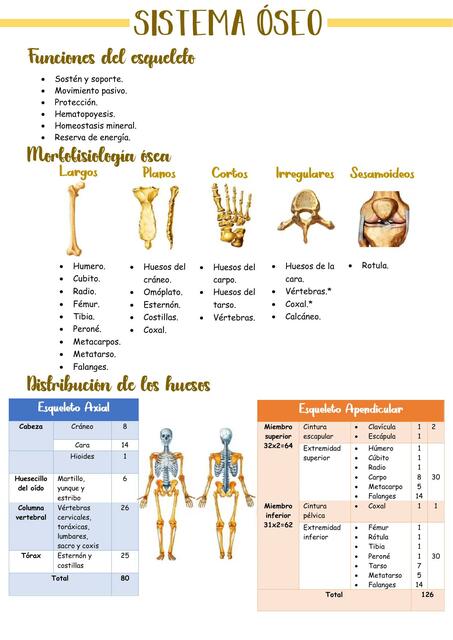 Sistema óseo | uDocz