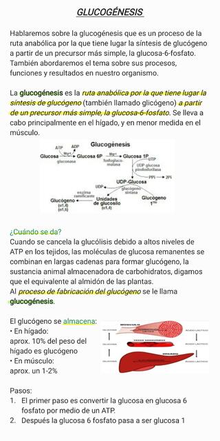 Glucogénesis // generalidades | Fer M | uDocz