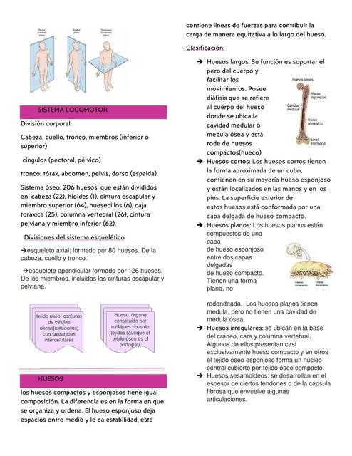 solemne 1 anatomía | Sofía Cortés | uDocz