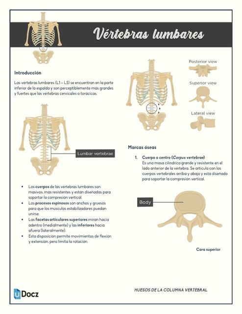 Columna vertebral: L1 - L5 | C Altamirano, MD | uDocz