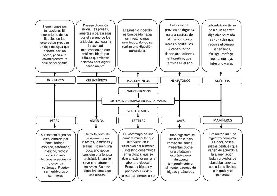 Digestión de Invertebrados y Vertebrados | BARRERA YASMIN | uDocz