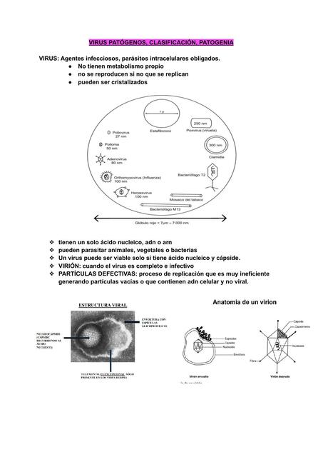 Virus Patógenos. Clasificación. Patogenia | nicoll geraldine zamora ...