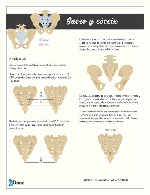 Columna vertebral: Sacro y coxis | C Altamirano, MD | uDocz