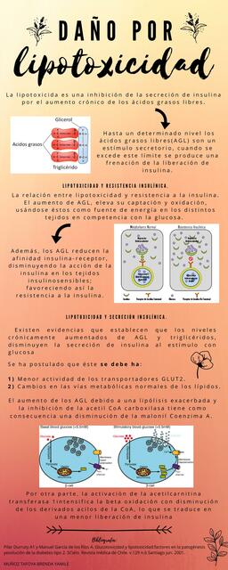 Daño por Lipotoxicidad | Brenda Muñoz | uDocz