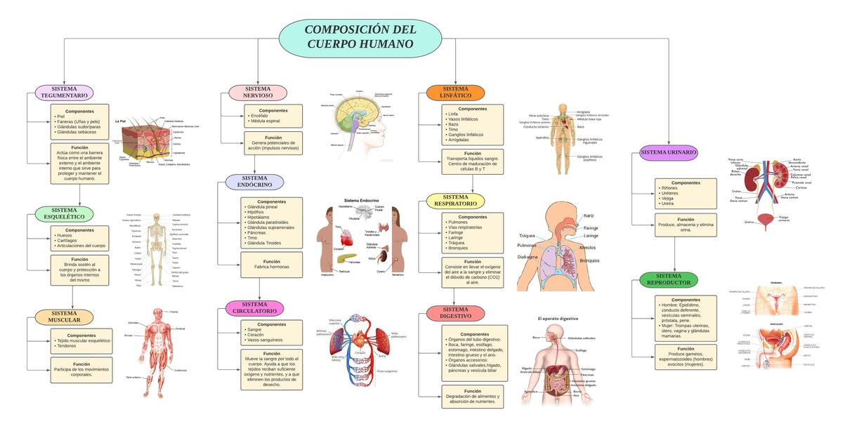 Composición del Cuerpo Humano | NICOLE JUSTINE | uDocz