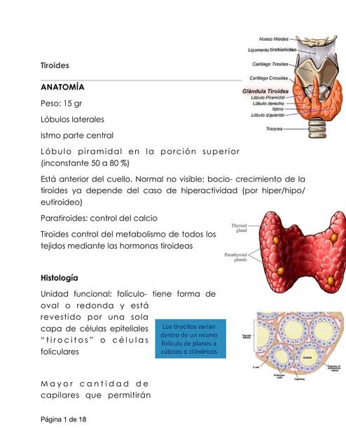 Tiroides e hipertiroidismo | Guadalupe De Belem Quiroz García | uDocz