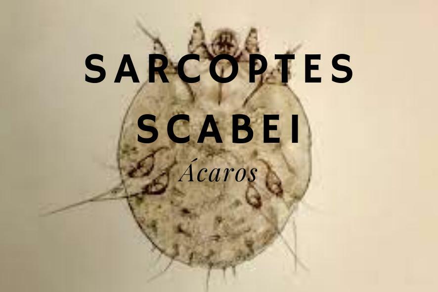 27 Sarcoptes scabei | La Vieja Confiable Medicina | uDocz
