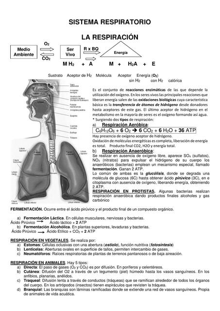 Aparato respiratorio humano | claudia cASTILLO | uDocz