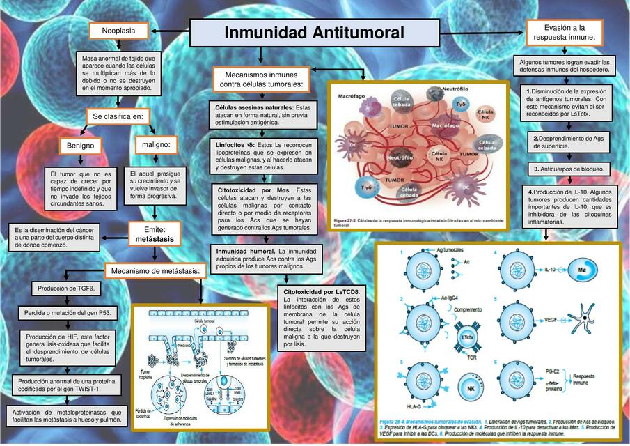 inmunidad antitumoral | Cinthia Martínez | uDocz