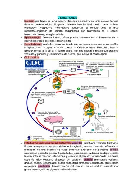 Cisticercosis | HELEN MARCELA QUISPE DALENS | uDocz