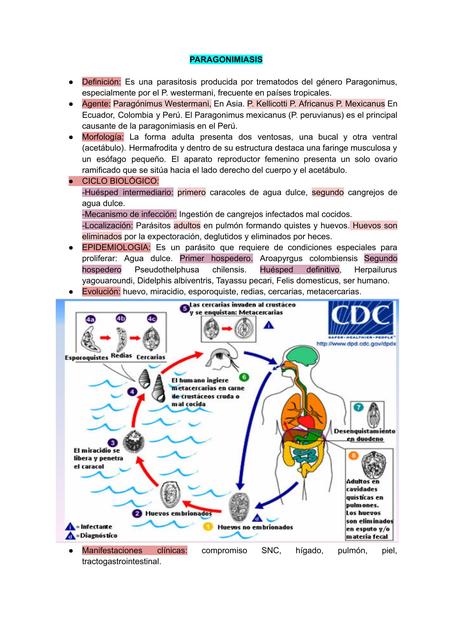 Paragonimiasis | HELEN MARCELA QUISPE DALENS | uDocz
