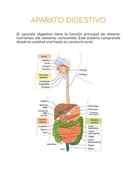 Aparato Digestivo | ANA MARTINEZ | uDocz
