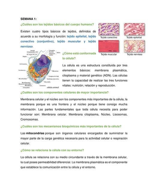 Semana 1 | Vivien Castillo | uDocz