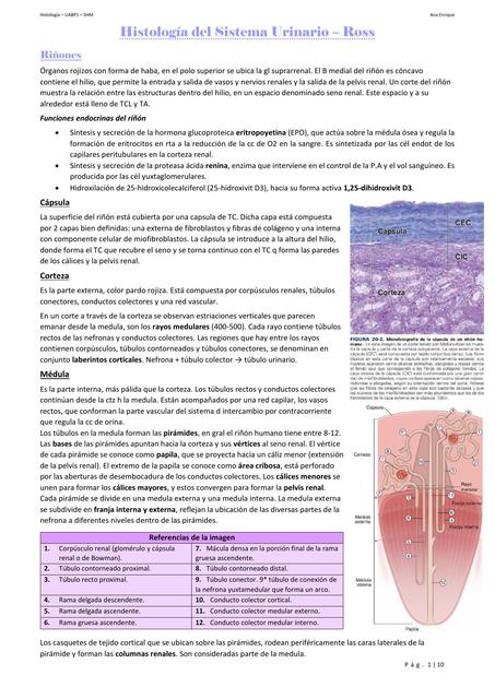 Histología del Sistema Urinario ross | Ana Enrique | uDocz