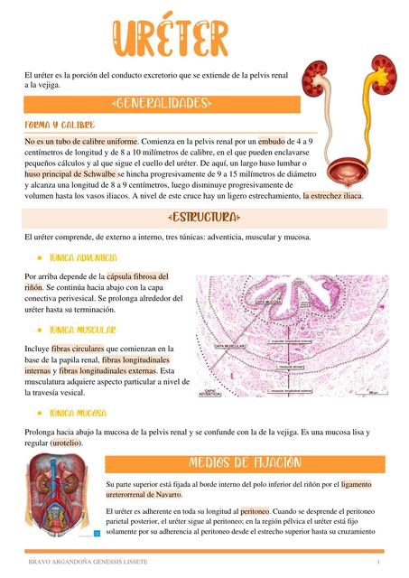 Uréteres. Anatomía. | Genessis Lissete Bravo Argandoña | uDocz