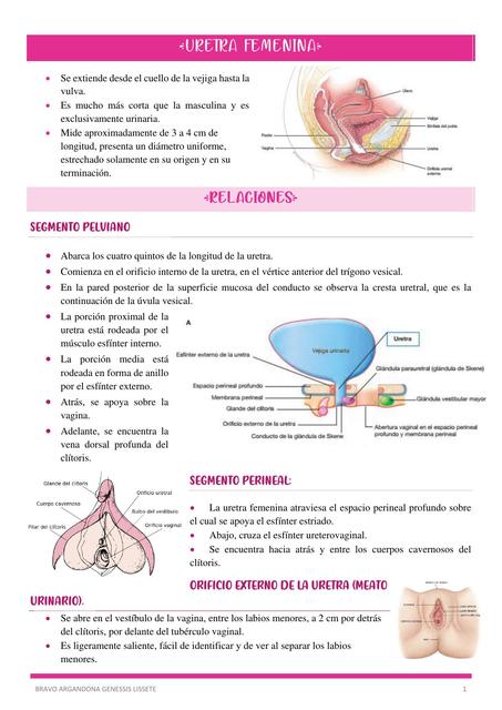 Anatomía De La Uretra Femenina