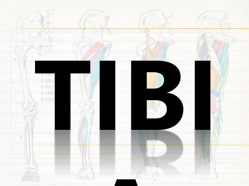 Tibia- Anatomía | Mr. Dr | uDocz