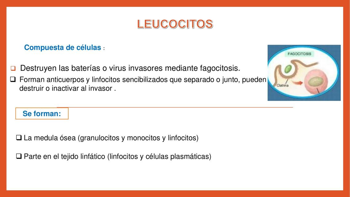 Leucocitos resumen | ANGIE SHRISTIN RODRIGUEZ JIMENEZ | uDocz