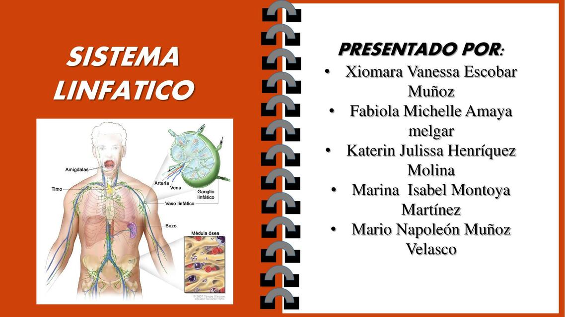 Sistema Linfático | Michele Dubón | uDocz