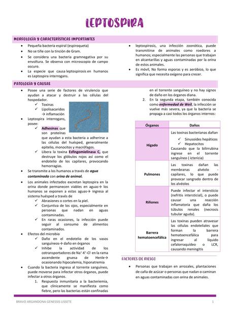Leptospira. Patogenésis, epidemiología, manifestaciones clínicas, tratamiento.