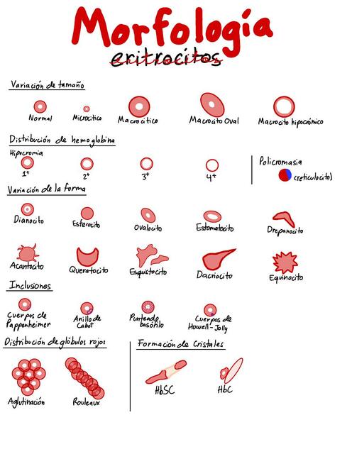 Morfología de Eritrocitos | Maripaz | uDocz