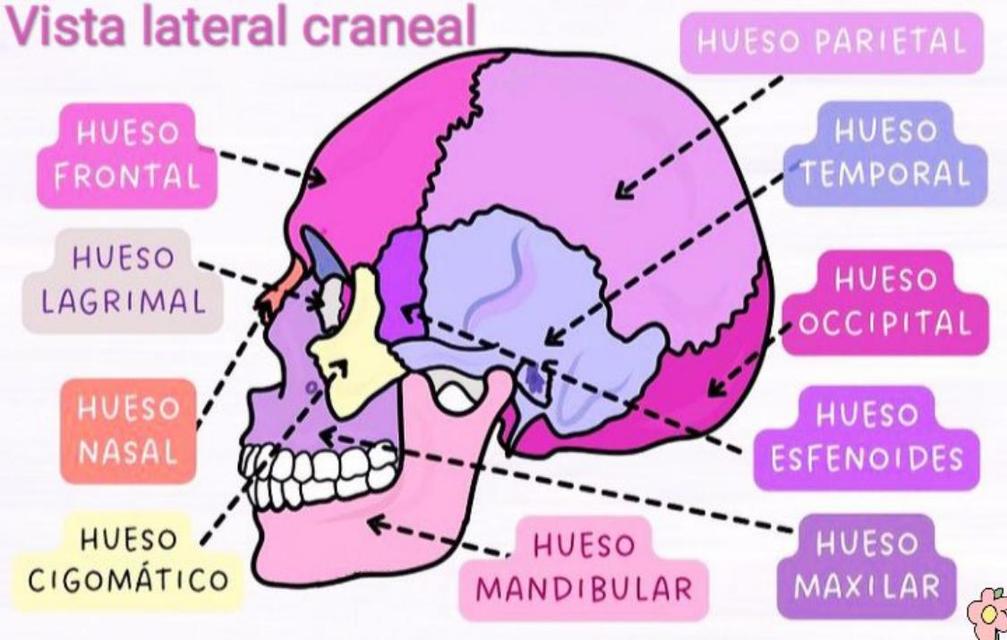 Cráneo | Maria Emiliany Tiapa | uDocz
