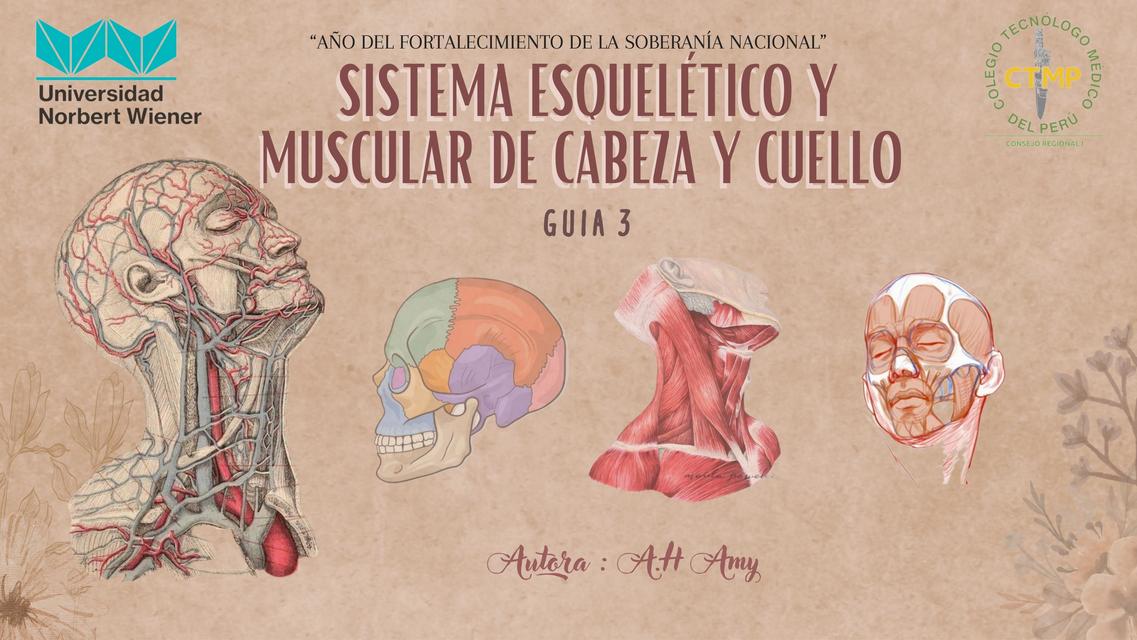 sistema esqueletico y muscular de cabeza y cuello | Amy Horna | uDocz