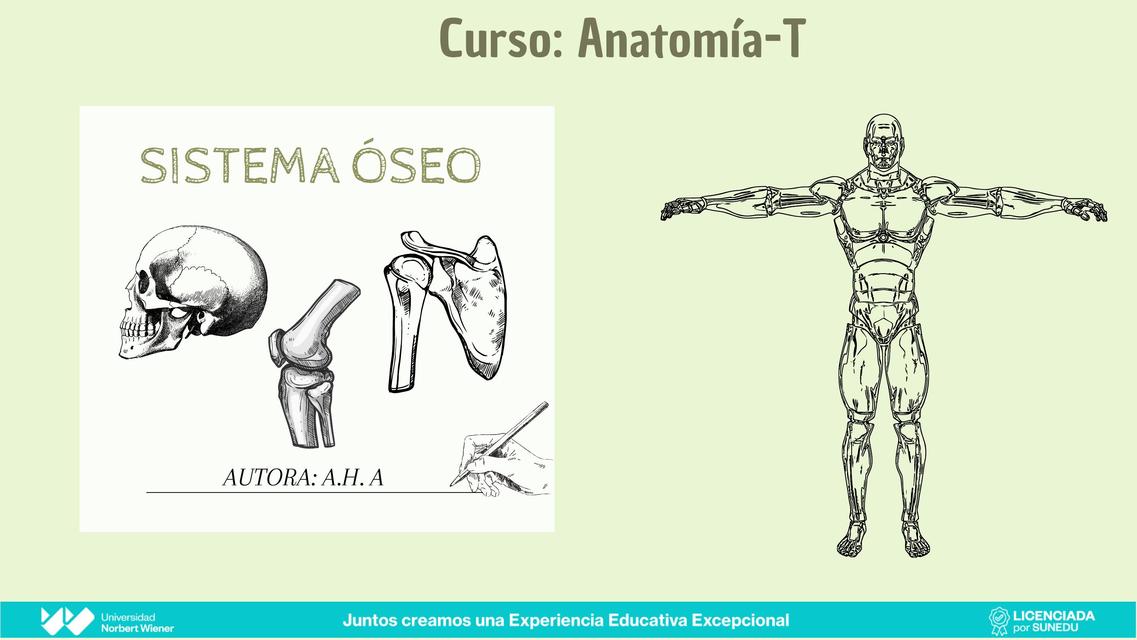 Sistema óseo HUESOS DEL CUERPO | Amy Horna | uDocz
