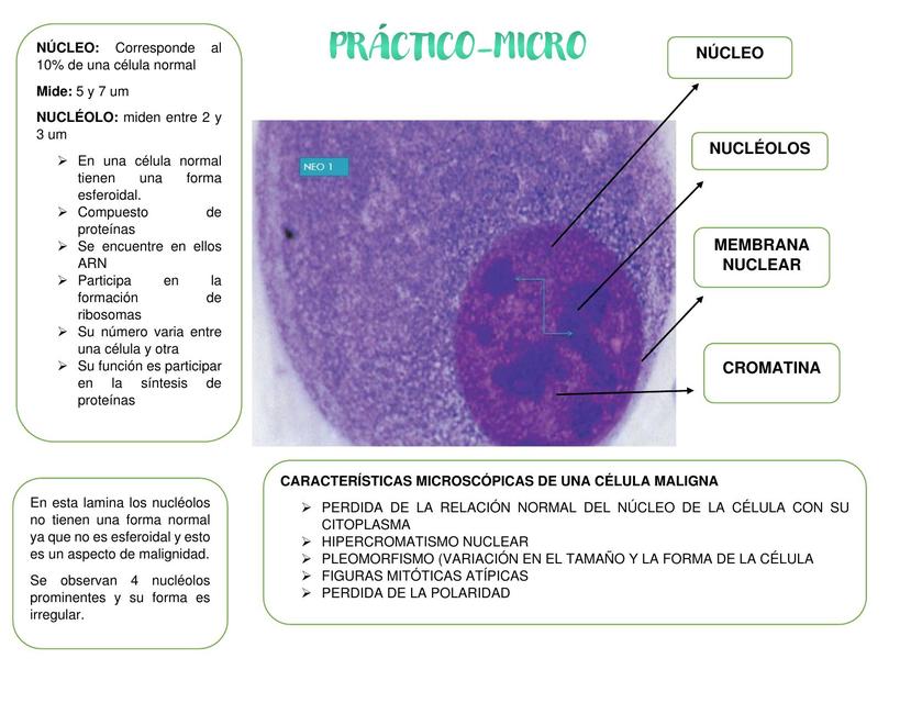 Neoplasias- Láminas Microscópicas y Macroscópicas | Rocío Rodríguez | uDocz