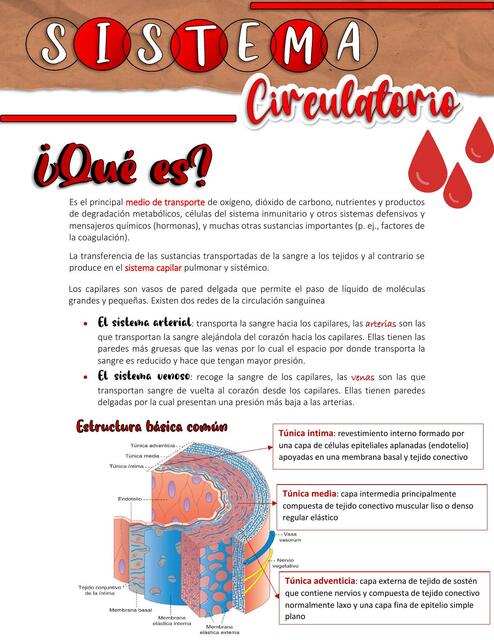 Sistema circulatorio | uDocz