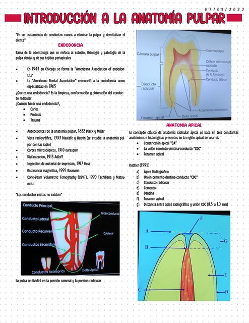 Endodoncia | uDocz