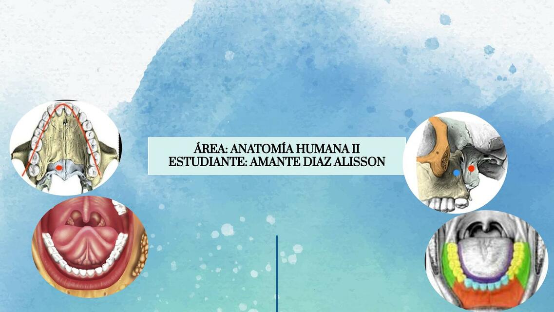Resúmenes de Anatomía de la boca | Descarga apuntes de Anatomía de la boca