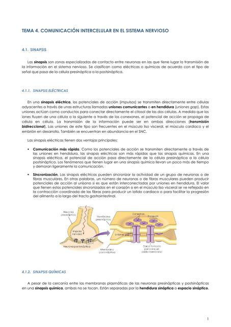 Comunicación Intercelular. Sinapsis | Medicina y Farmacia | uDocz