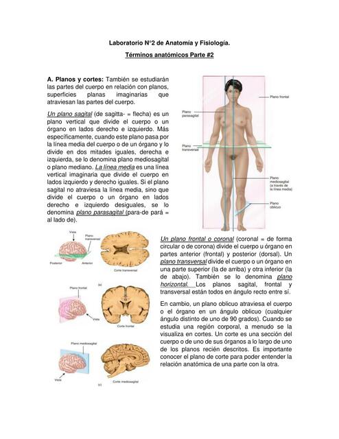 Términos Anatómicos Parte #2 | Michele Dubón | uDocz