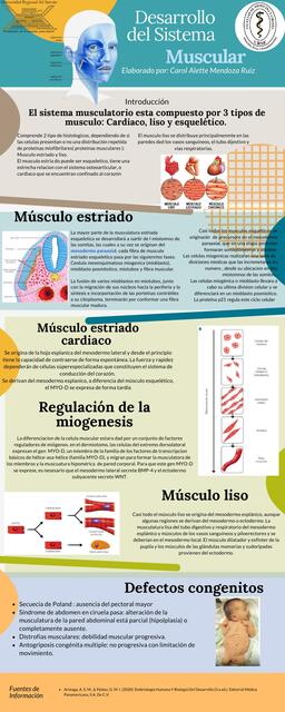 Origen Embrionario -Sistema Muscular | Carol Arlette Mendoza Ruiz | uDocz