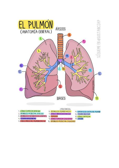 Anatomía del Pulmón | Mica Sai | uDocz