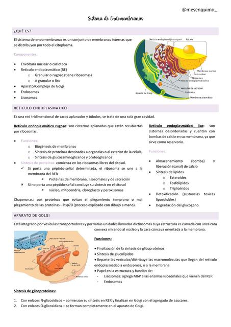 Sistema de Endomembranas | uDocz