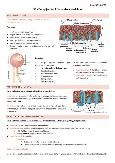 Estructura y función de las membranas celulares | uDocz