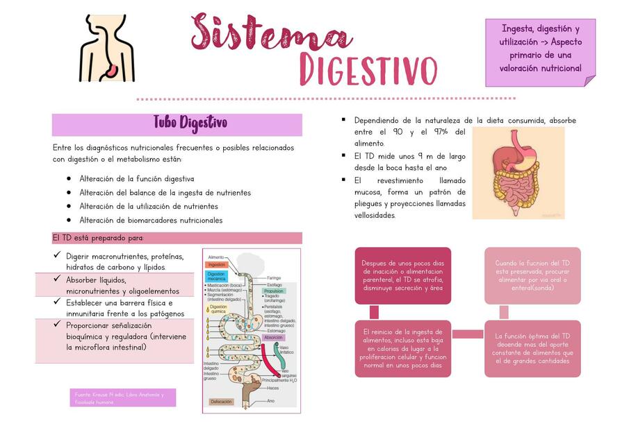 Sistema digestivo tubo digestivo. Krause Cap 1 | Thalia Huane Palacios | uDocz