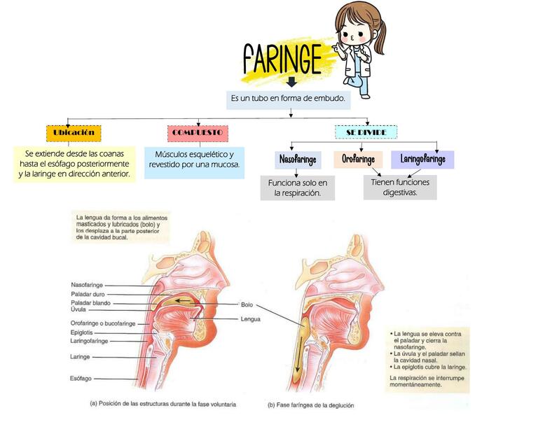 Faringe, esófago, intestino delgado | Evleyn Rosmery Orrala Tarco | uDocz
