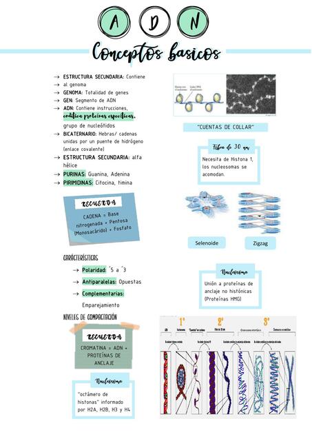 ADN Conceptos Básicos | Lucy Durand | uDocz